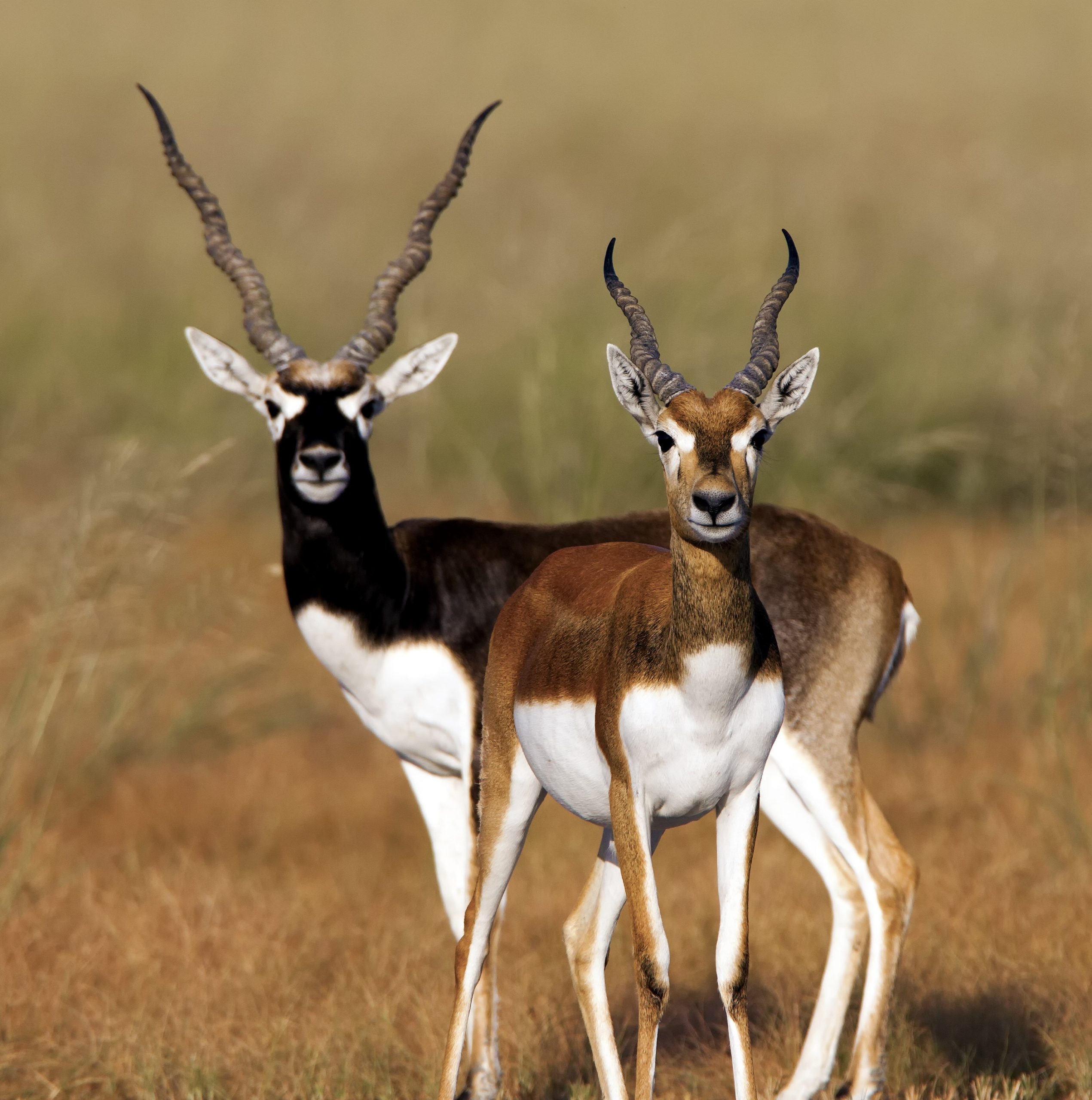 Animal Populations On Average Declined By Almost 70% Since 1970, Report ...