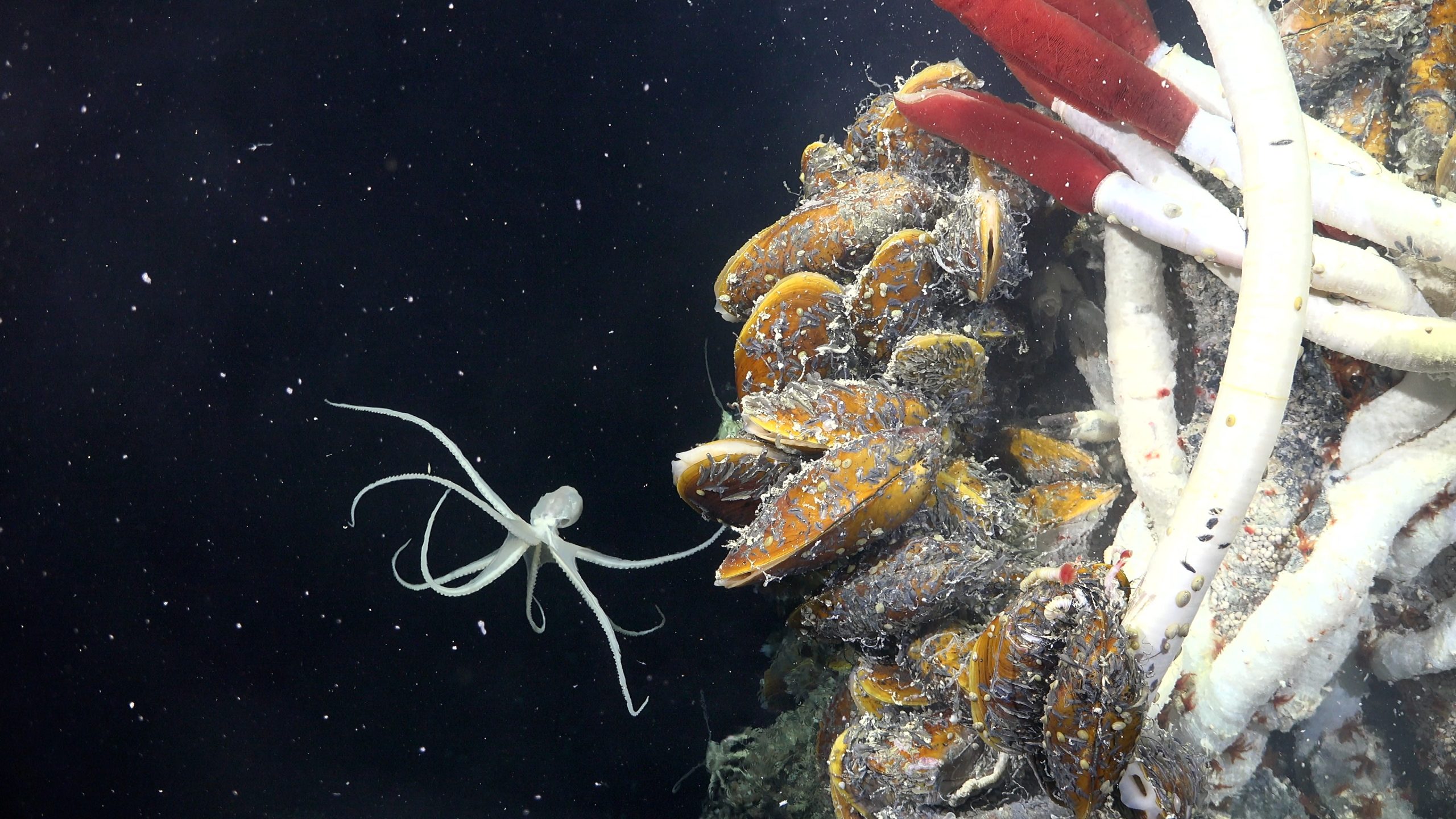 Scientists find whole new ecosystem thriving in deep sea - Springtide ...